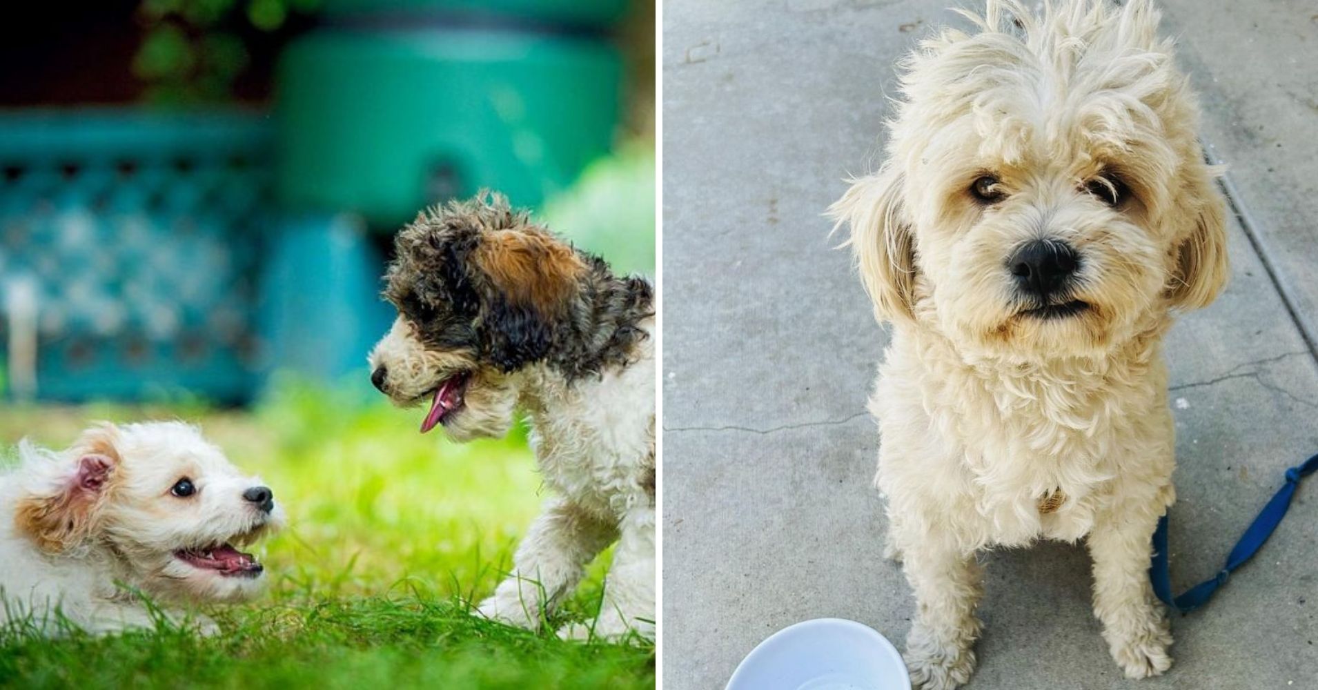Cavachon: 22 Key Traits and Essential Care Tips for This Adorable ...