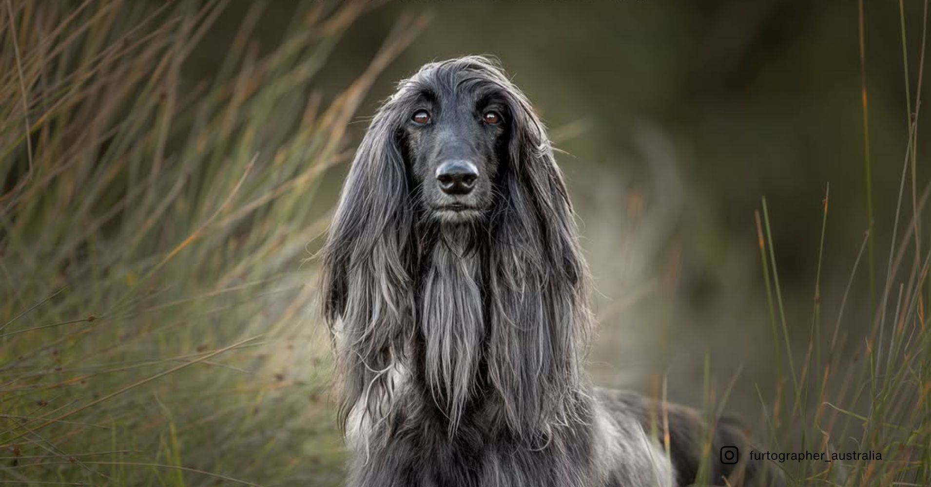 Dog Breeds with the Most Unique Looks—Incredibly Striking or Just Too ...