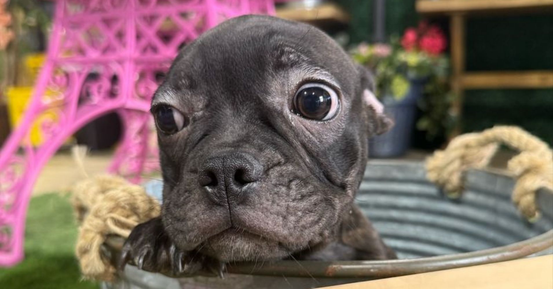 Meet 26 Emerging Dog Breeds That Are Gaining Popularity in 2025 - Epic ...