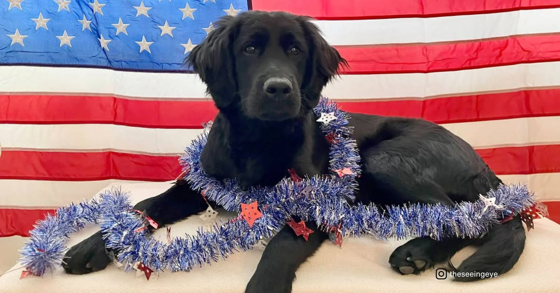 Ranked: The 27 Most Beloved Dog Breeds in America - Epic dogs tales