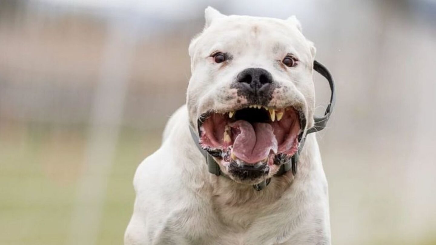 The 25 Scariest Dog Breeds – Why They’re Not Suitable for Every Owner ...