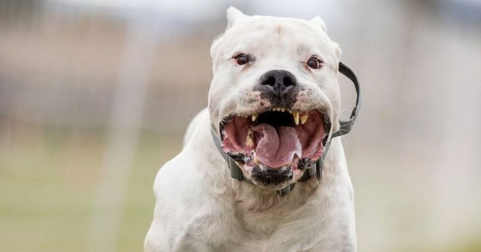 The 25 Scariest Dog Breeds – Why They’re Not Suitable for Every Owner ...