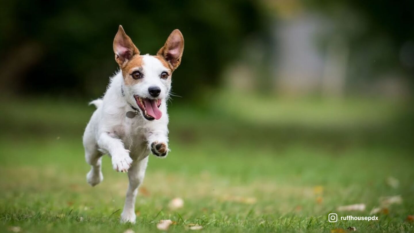 The World's Fastest Dog Breed Revealed—Plus 27 More That Are Built for ...