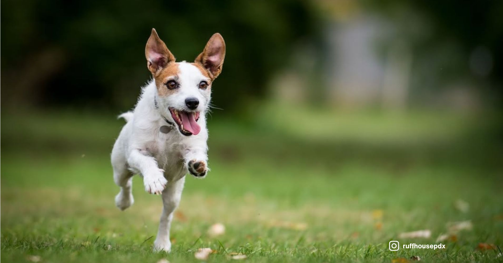 The World's Fastest Dog Breed Revealed—Plus 27 More That Are Built for ...