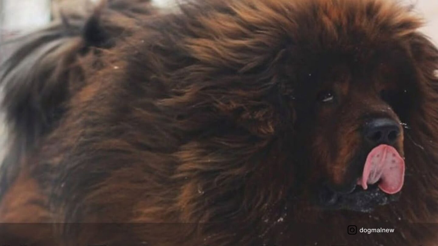 The World's Most Expensive Dog Breeds—Luxury Companions or Overpriced ...