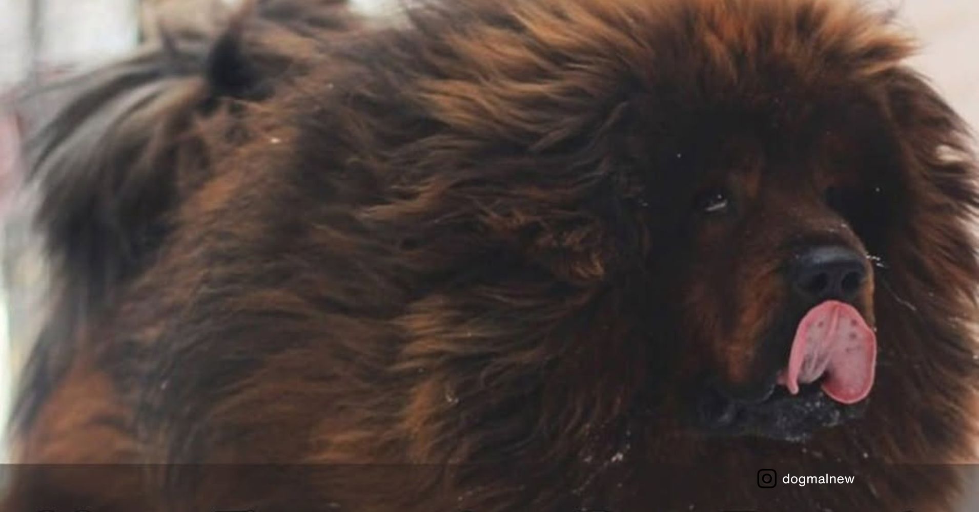 The World's Most Expensive Dog Breeds—Luxury Companions or Overpriced ...