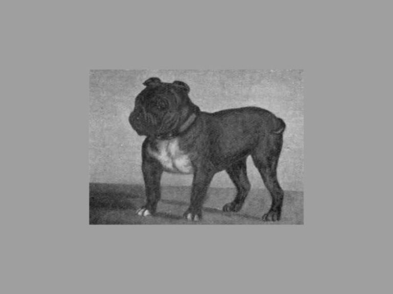 19 Extinct Dog Breeds and the Fascinating Reasons Behind Their ...