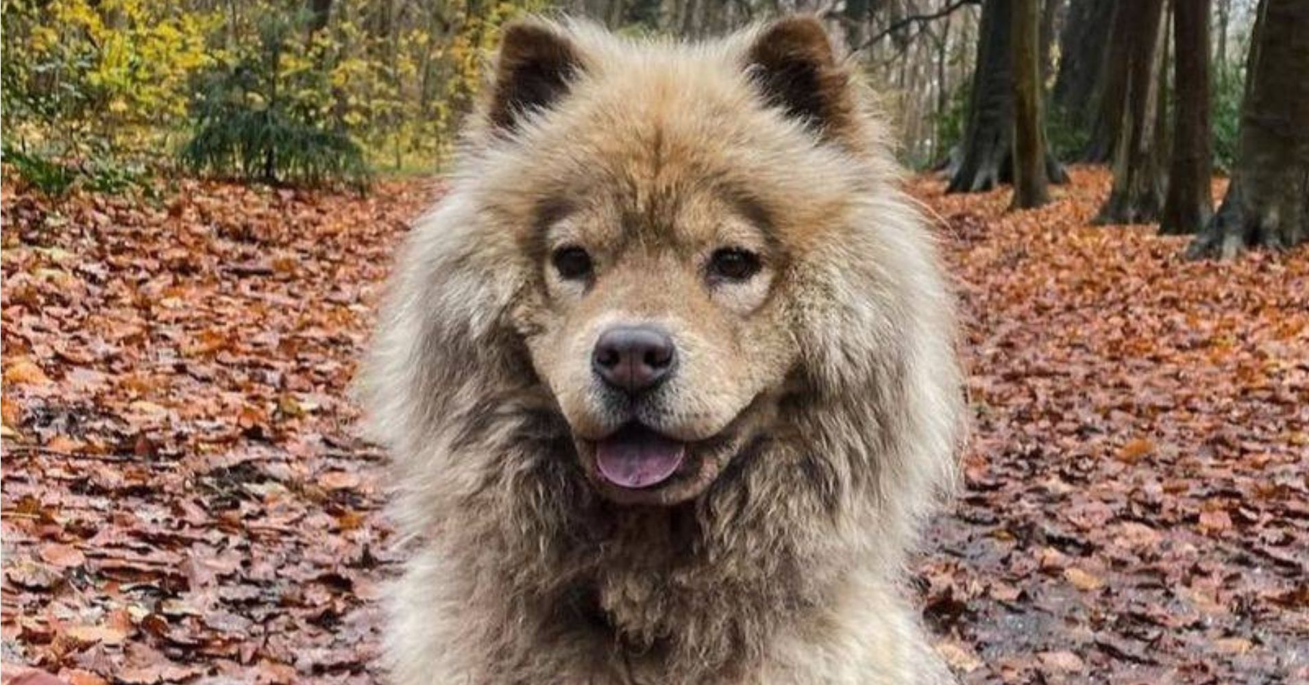 10 Ancient Dog Breeds That Shaped Today’s Canine Lineage - Epic dogs tales