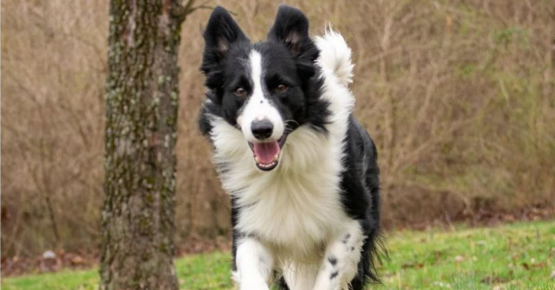 10 Athletic Medium-Sized Dog Breeds Built for Action - Epic dogs tales