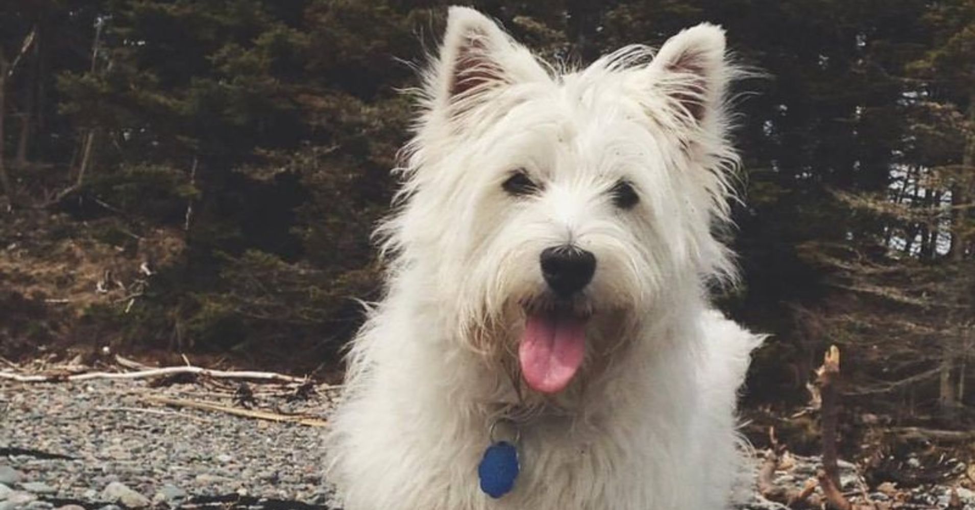 26 Brave Small Dog Breeds Bold Enough to Stand Up to Coyotes - Epic ...