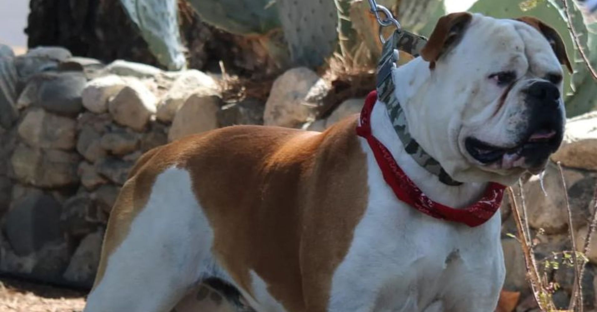 10 Dog Breeds with the Most Impressive Muscular Builds - Epic dogs tales