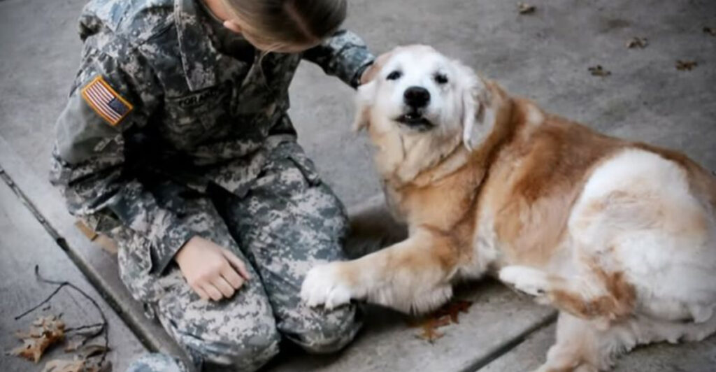 10 Heartfelt Messages Your Dog Would Share After Crossing the Rainbow ...