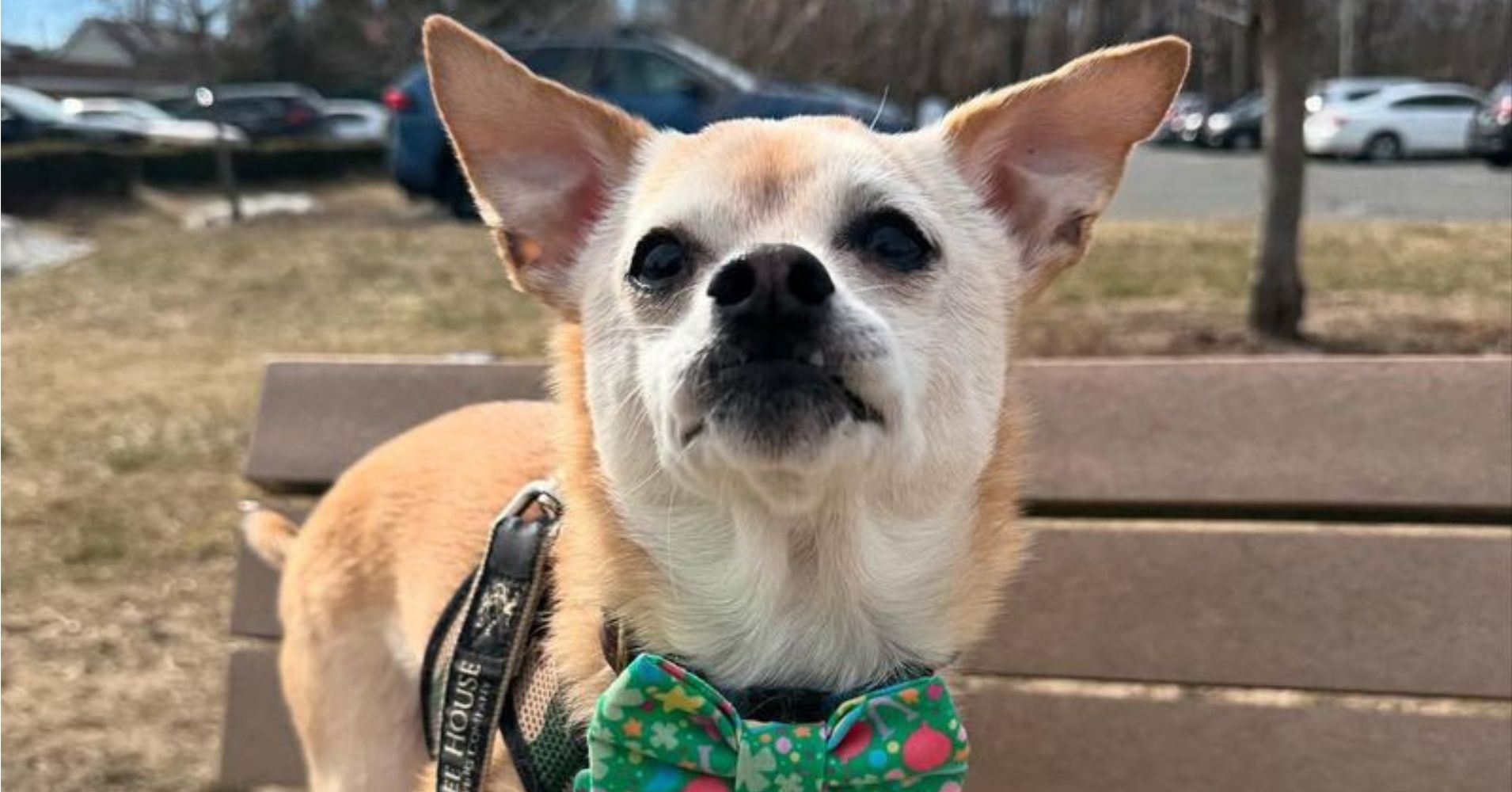 10 Small Dog Breeds Known for Their Gentleness – and 5 with a Fiery ...