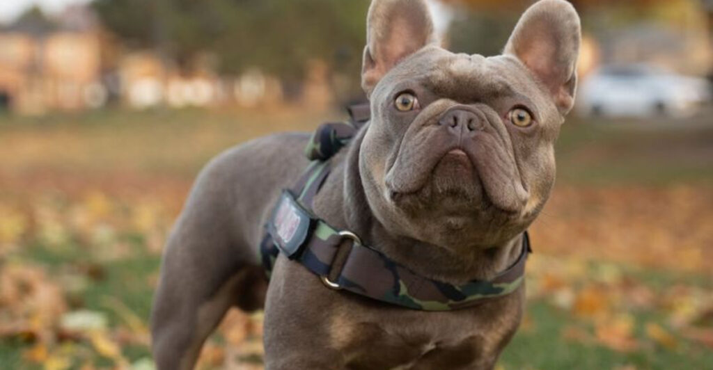 10 Small but Mighty Dog Breeds with Impressive Muscles - Epic dogs tales