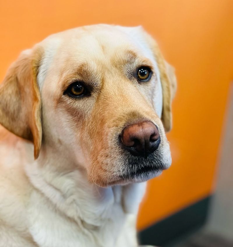 11 Devoted Dog Breeds That Will Love You Unconditionally—Even More Than ...