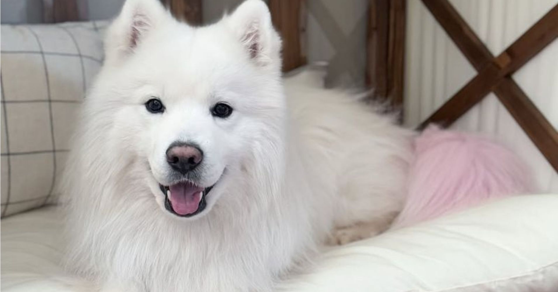 11 Most Expensive Dog Breeds to Own and Care For - Epic dogs tales