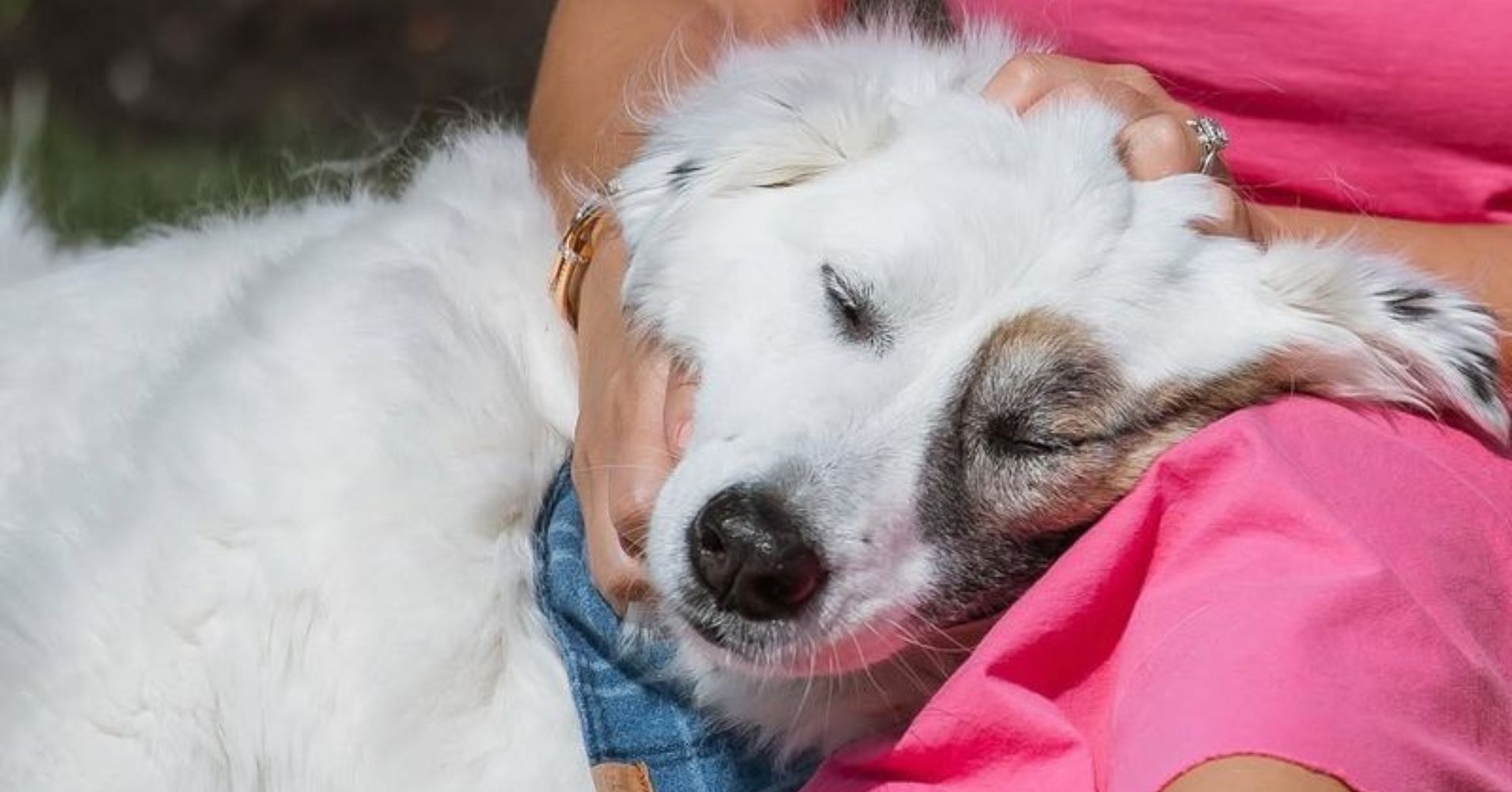 11 Quiet Signs That Show Your Dog Completely Trusts You - Epic dogs tales