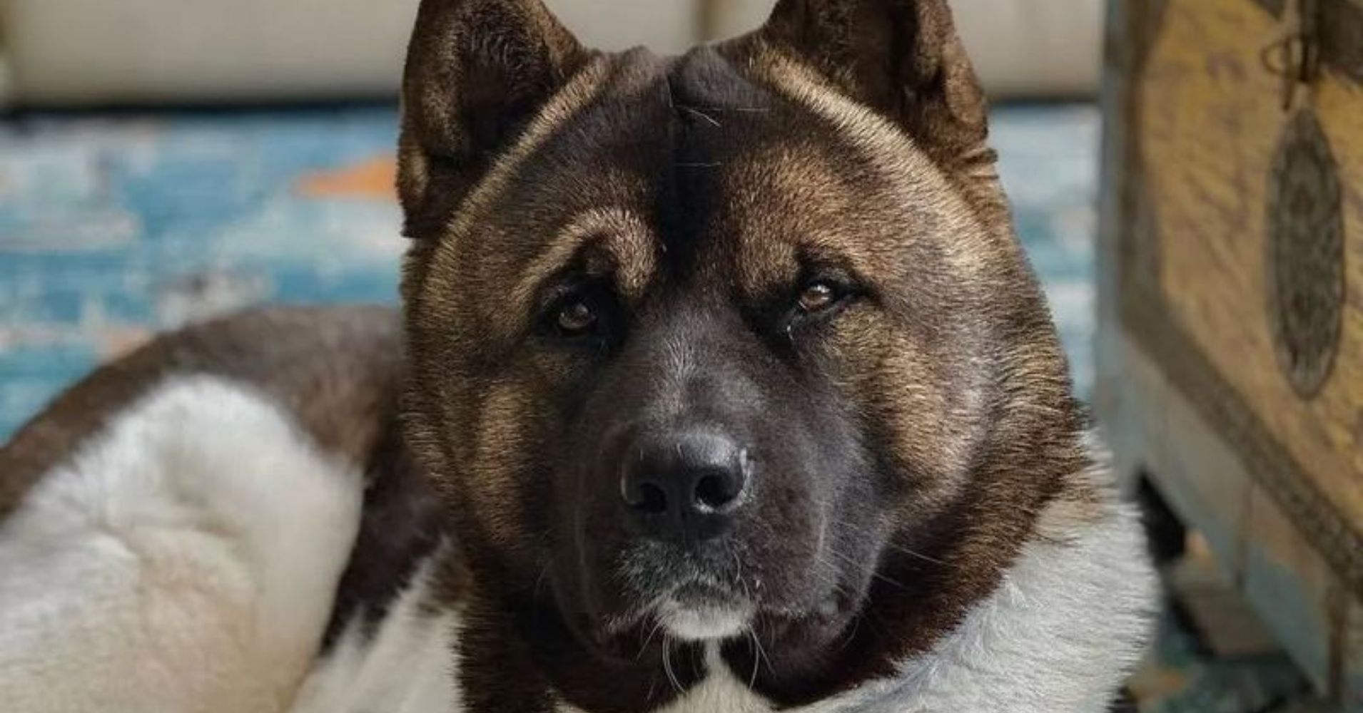 11 Top Protective Dog Breeds Known for Their Fierce Loyalty - Epic dogs ...