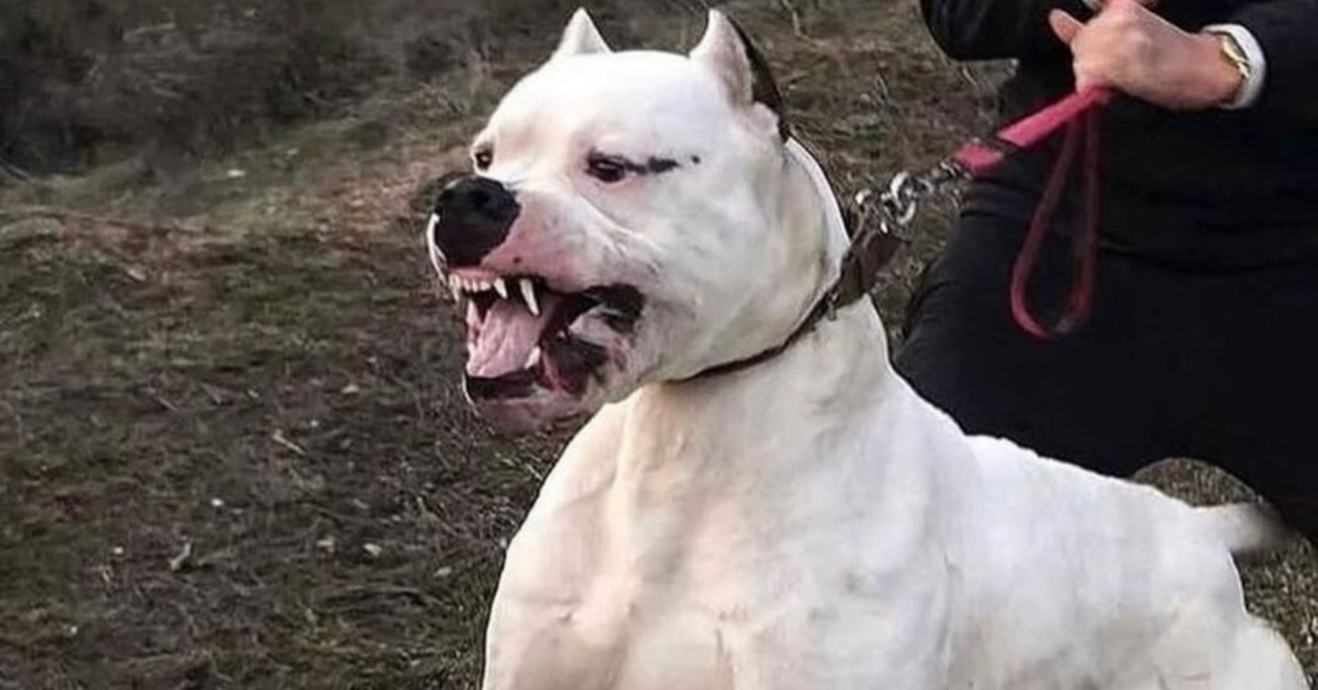 22 Dog Breeds Facing Bans Across the USA - Epic dogs tales