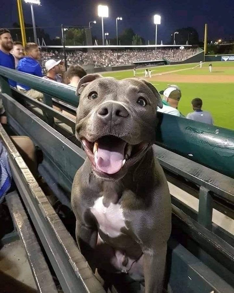 12 Dog Breeds Known for Their Aggressive Reputation — and What’s Behind ...