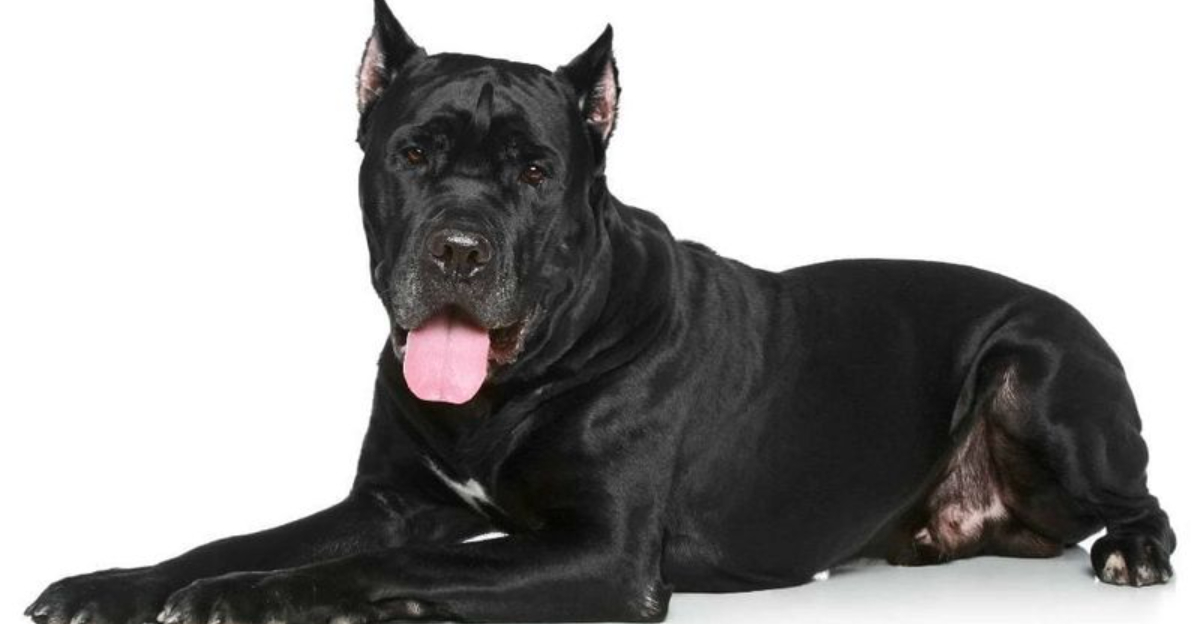 12 Dog Breeds Known for Their Aggressive Reputation — and What’s Behind ...