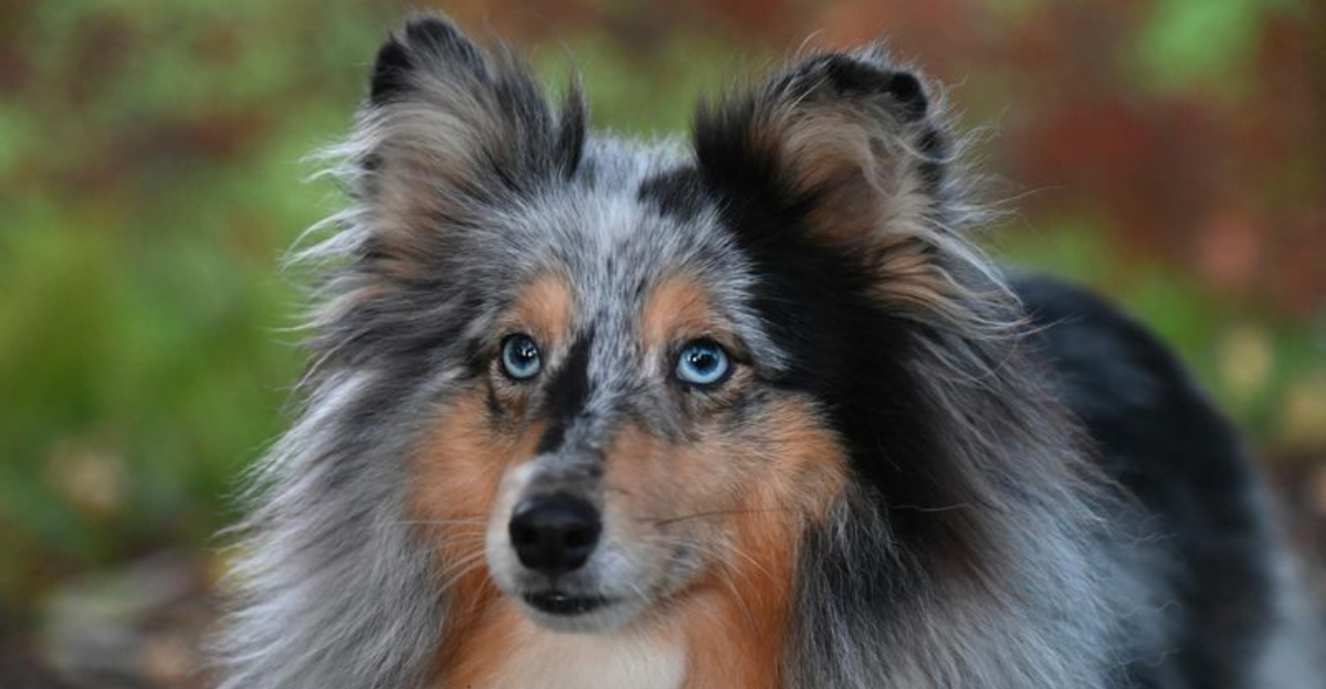 12 Dog Breeds That Can Have Stunning Blue Eyes — Alongside Other Eye ...