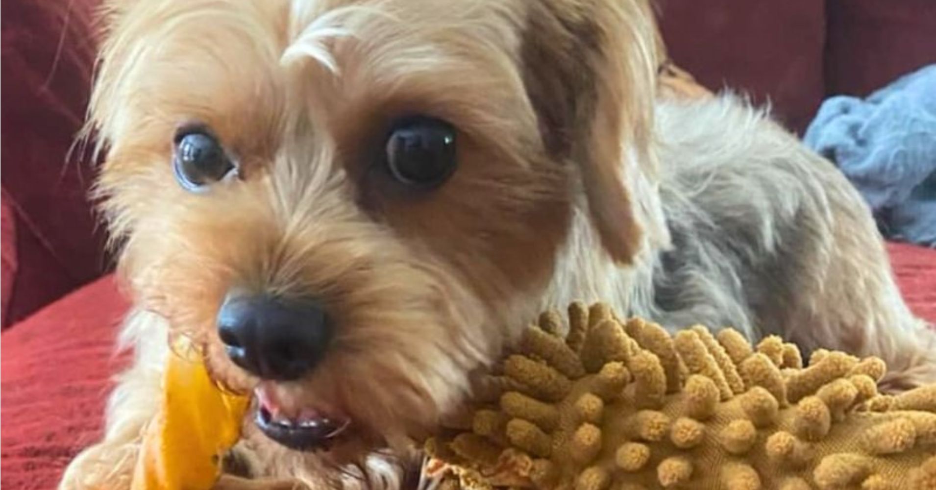 12 Dog Breeds That Excel as Emotional Support Animals - Epic dogs tales