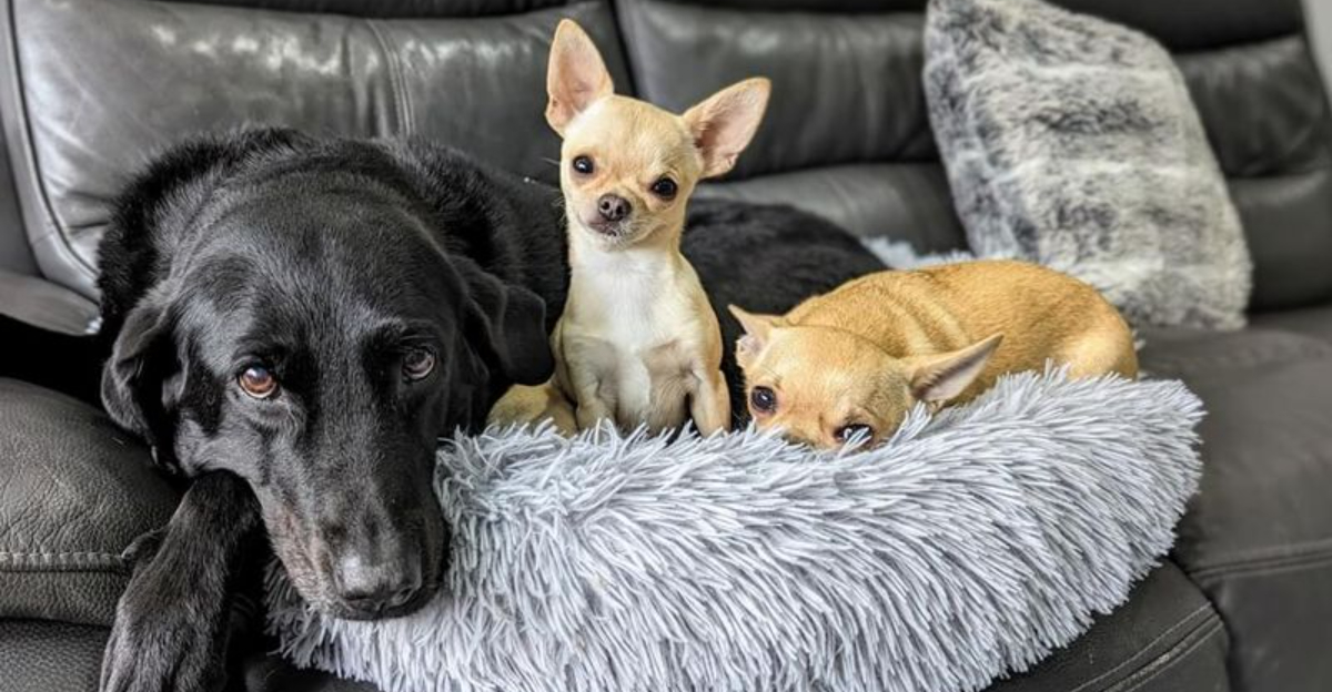 12 Essential Steps to Socialize Your Dog – With Real Tips from the ...