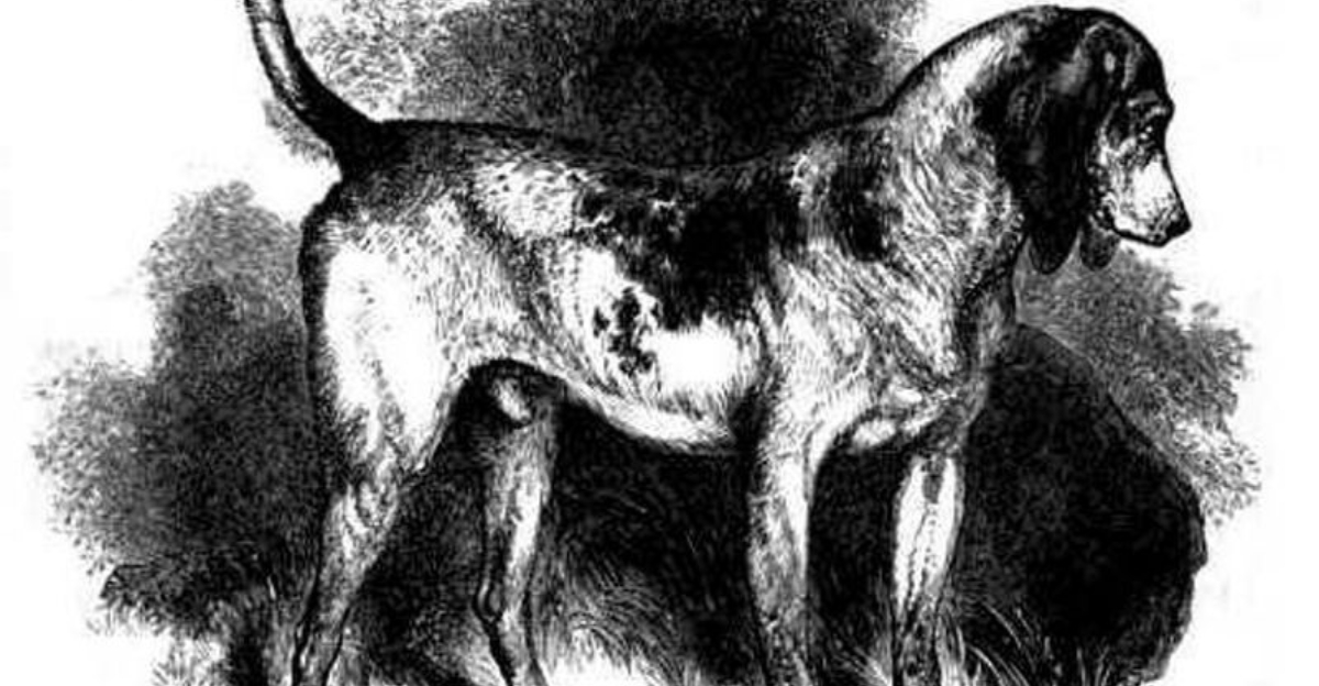 12 Extinct Dog Breeds From History — and the Stories Behind Their ...