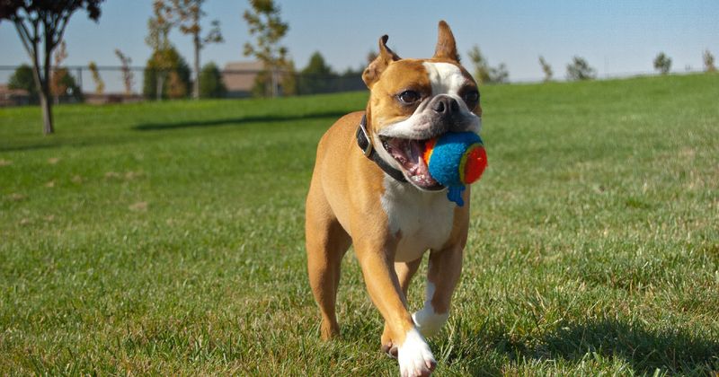 12 Gentle Ways to Calm an Overly Excited Dog — From Puppies to Seniors ...