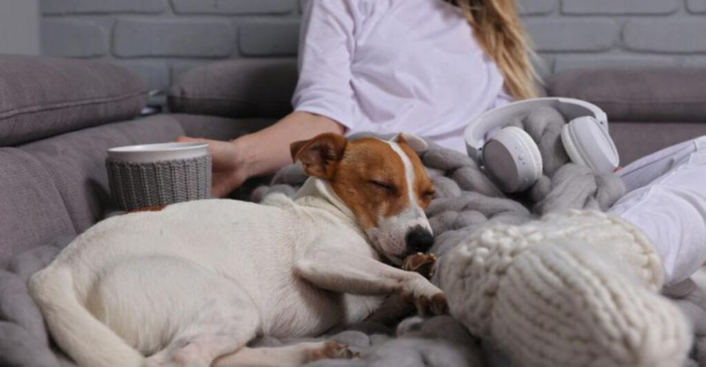 12 Gentle Ways to Calm an Overly Excited Dog — From Puppies to Seniors ...