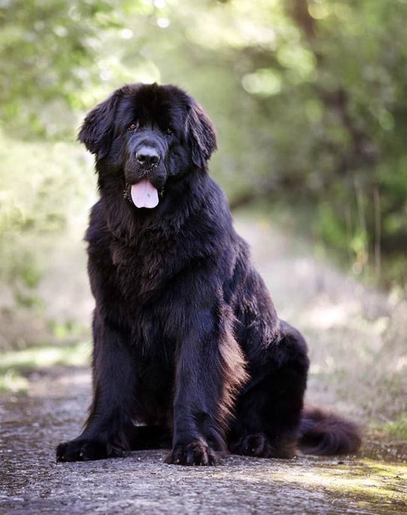 12 Large Dog Breeds That Are Total Teddy Bears — Unless You're a ...