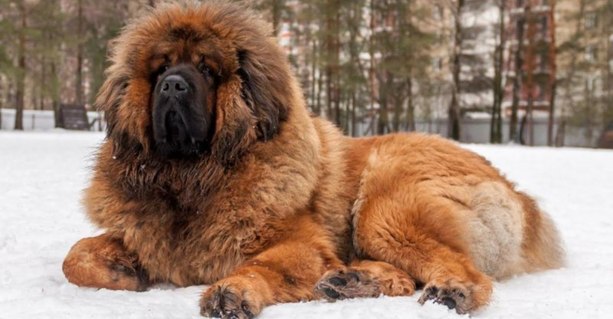 12 Large Dog Breeds That Are Total Teddy Bears — Unless You're a ...