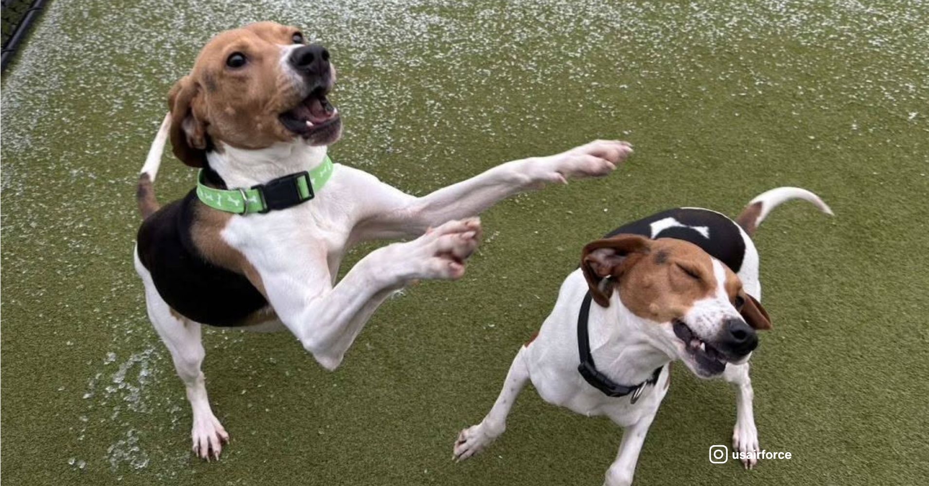 12 Playfully Mischievous Dog Breeds That Keep You Guessing (Plus 5 That ...