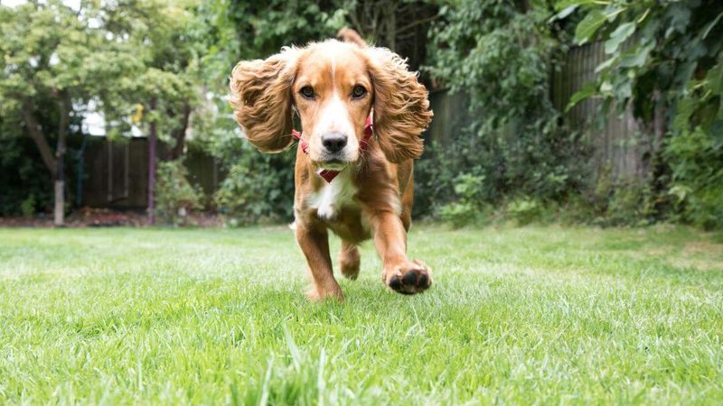 12 Things to Expect from Your Dog During the Adolescent Phase — and How ...
