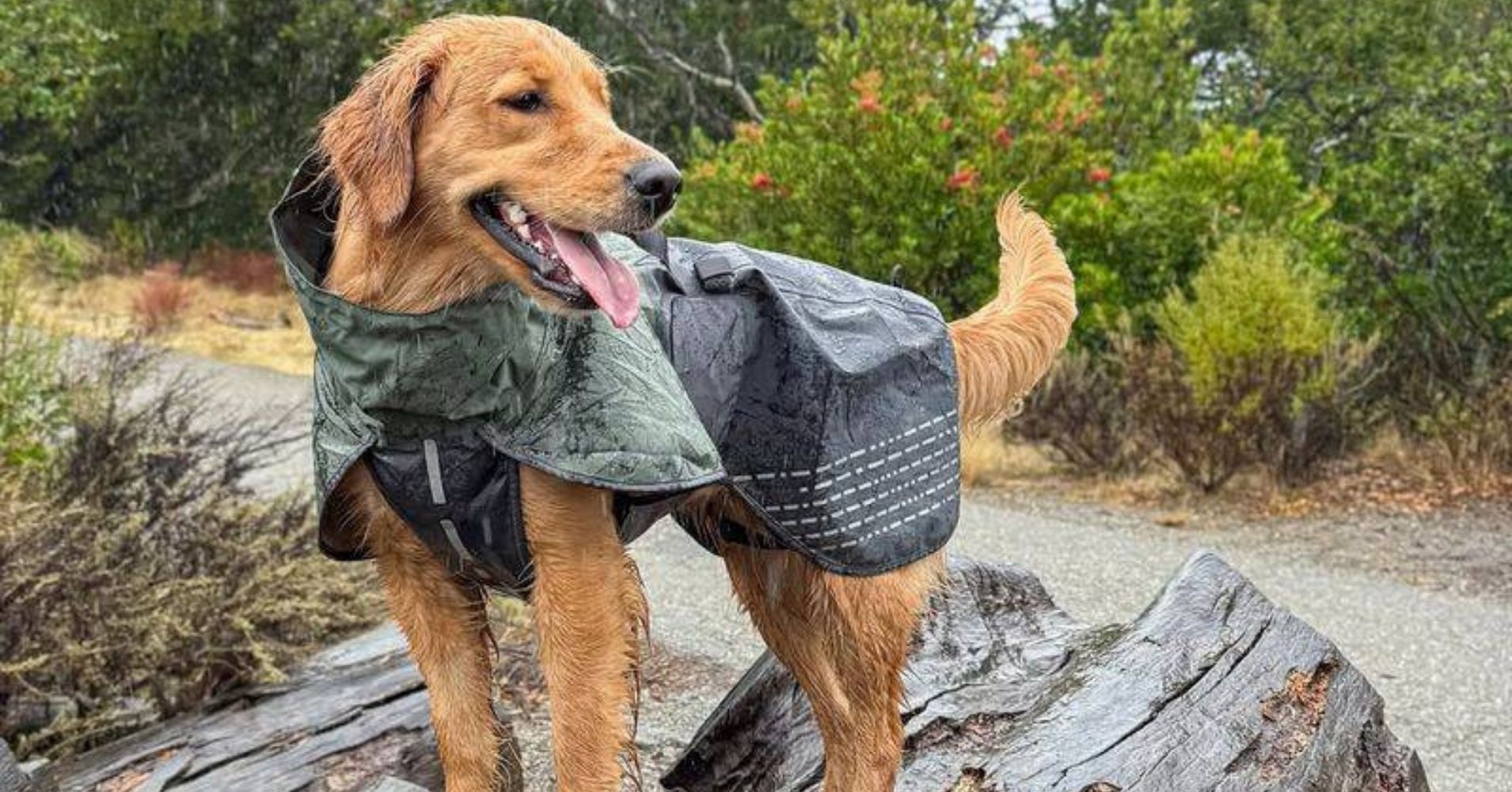 13 Best Adventure-Ready Dog Breeds for True Thrill Seekers - Epic dogs ...