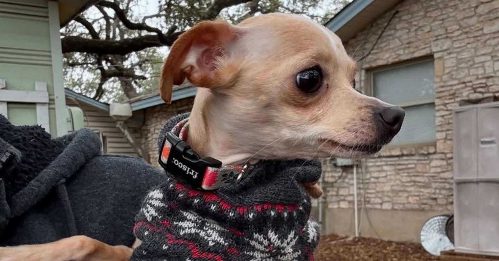 26 Dog Breeds That Form Stronger Bonds with People Than with Other Dogs ...