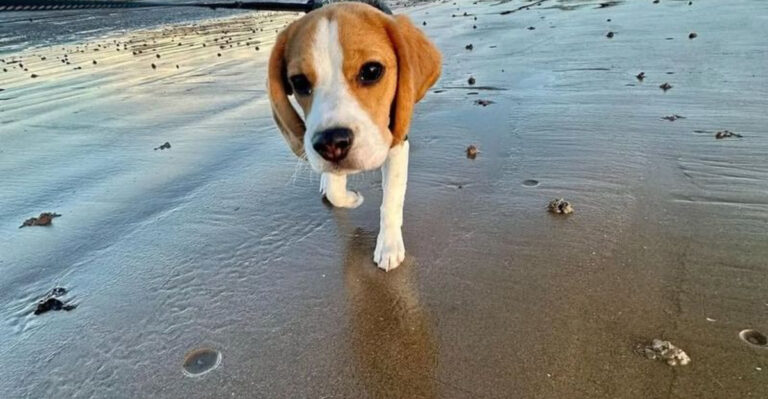 26 Exceptionally Gentle Dog Breeds That Feel Like Walking Hugs - Epic ...