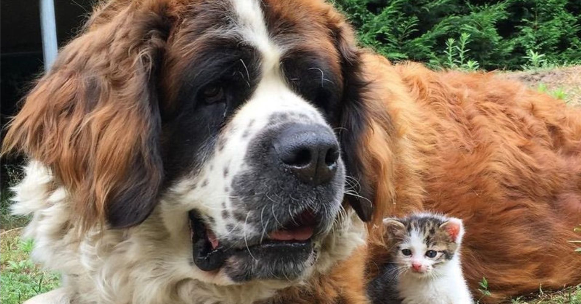 13 Giant Dog Breeds That Are Famous for Their Exceptionally Gentle ...