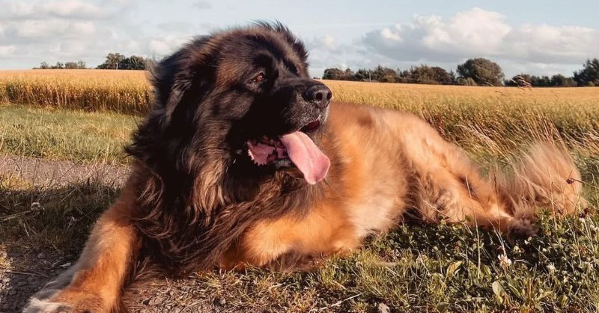 13 Giant Dog Breeds That Will Steal Your Heart Instantly - Epic dogs tales