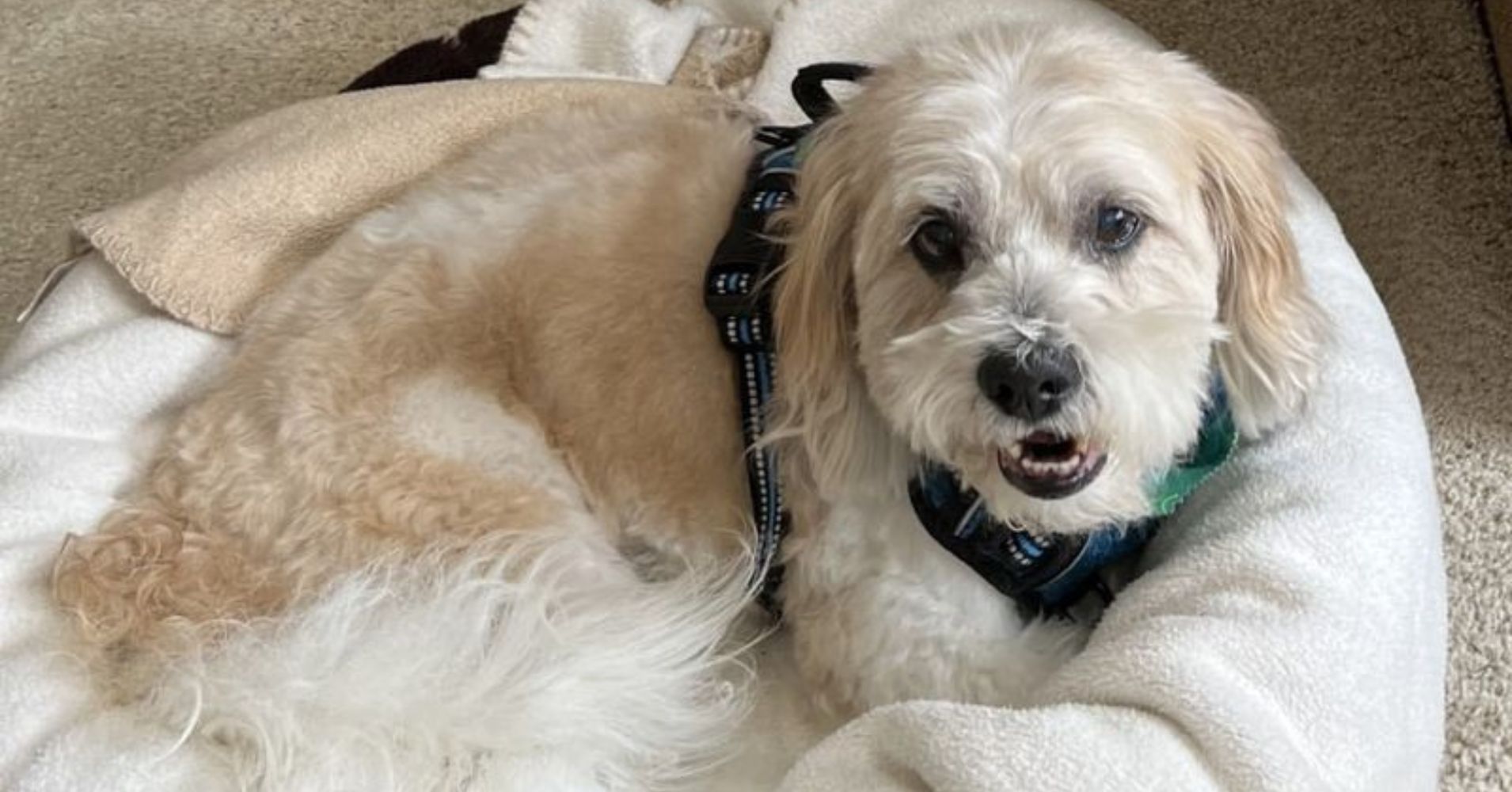 26 Highly Adaptable Dog Breeds That Thrive in Any Living Environment ...