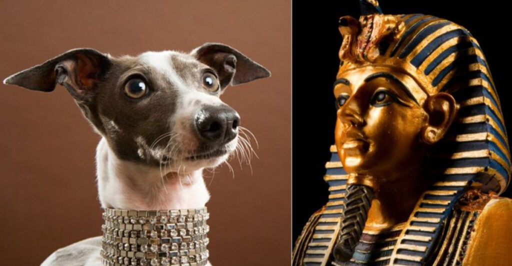 13 Legendary Dog Breeds Once Cherished by Historical Icons - Epic dogs ...