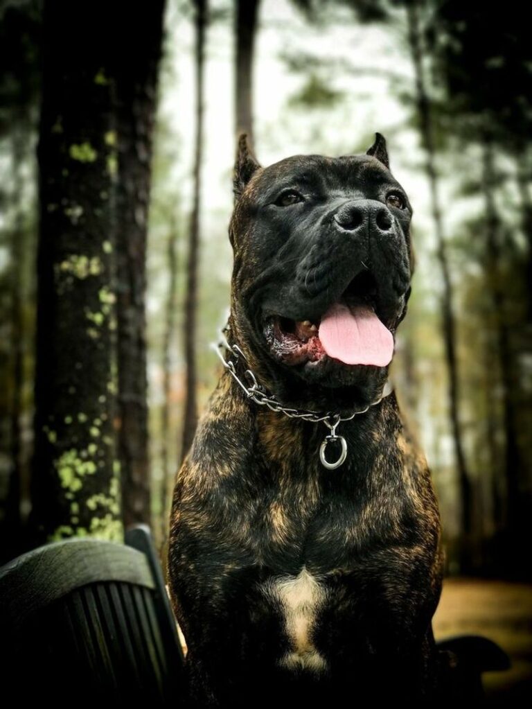13 Powerful Dog Breeds Bred for War, Protection, and Pure Survival ...