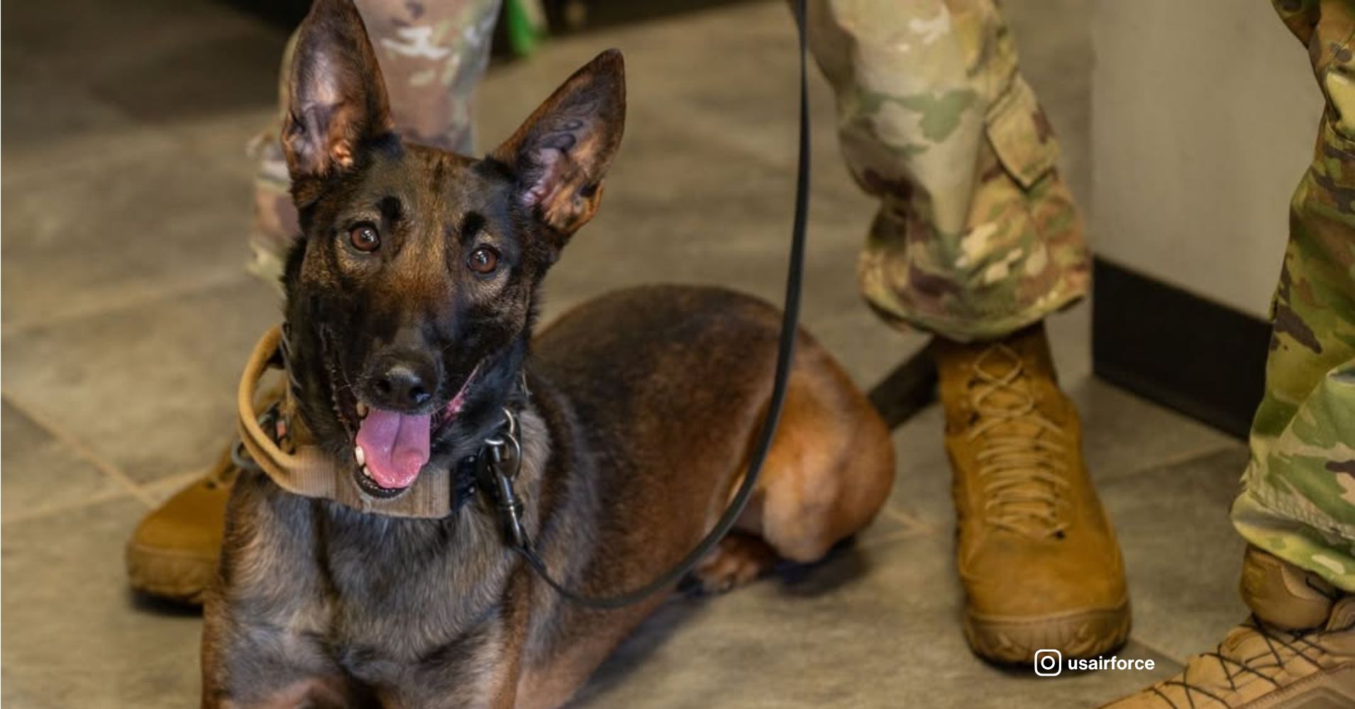 14 Military Dog Breeds That Serve on the Front Lines Today - Epic dogs ...