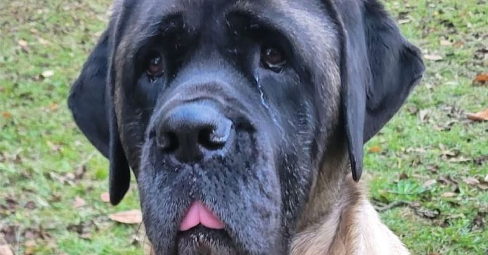 14 Top Mastiff Breeds That Make Loyal and Loving Family Companions ...