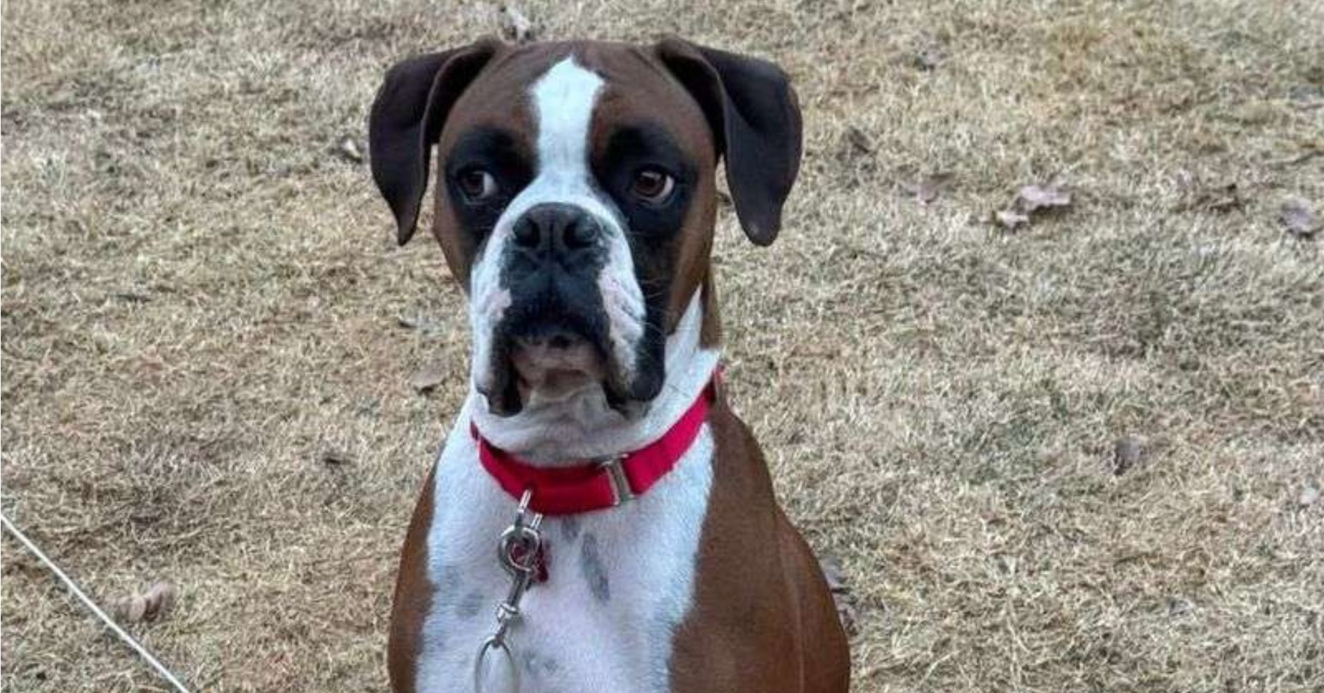 15 Devoted Dog Breeds That Put Their Love for You Above Everything Else ...