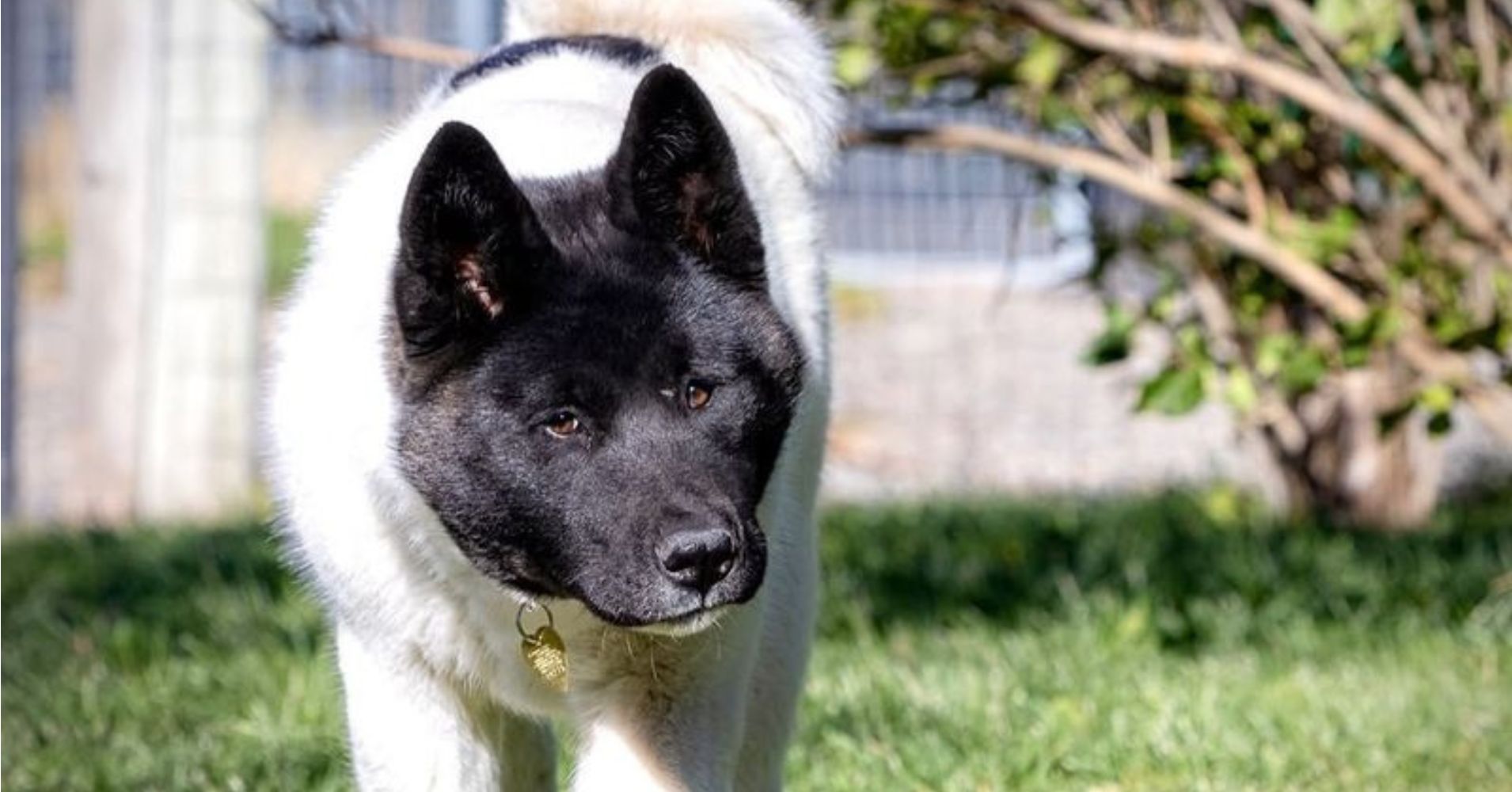 15 Fierce-Looking Dog Breeds That Earn Respect with Their Presence ...