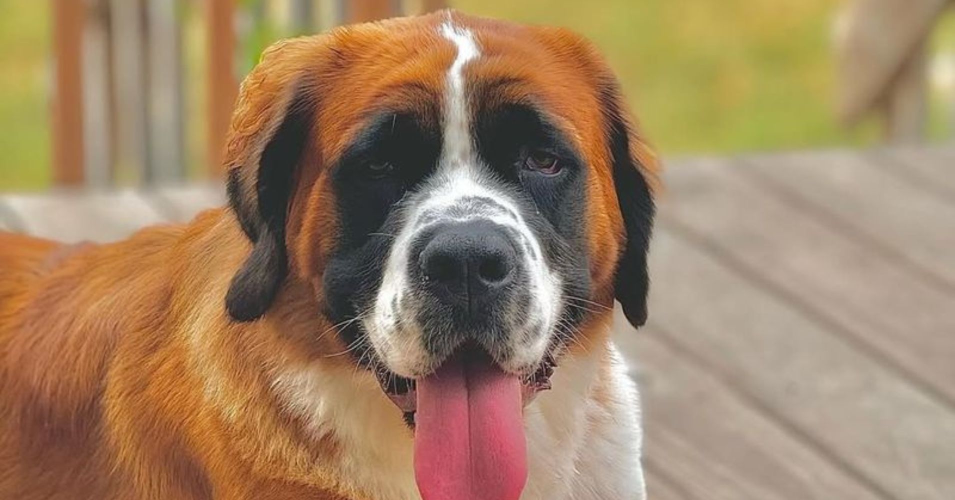 15 Large Dog Breeds That Are Gentle Giants at Heart - Epic dogs tales