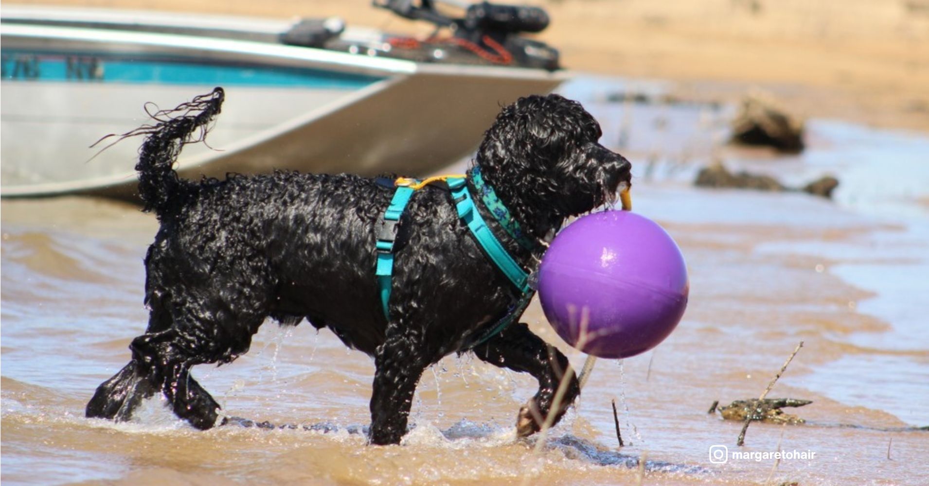 16 Dog Breeds With Webbed Feet Made for Swimming and Working - Epic ...