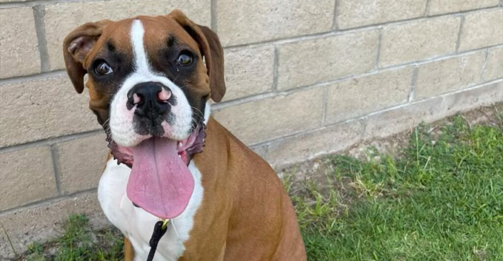 28 Well-Mannered Dog Breeds That Exemplify Good Behavior - Epic dogs tales